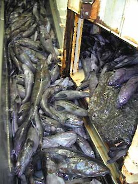 A history of the Patagonian toothfish fishery — Australian Antarctic ...