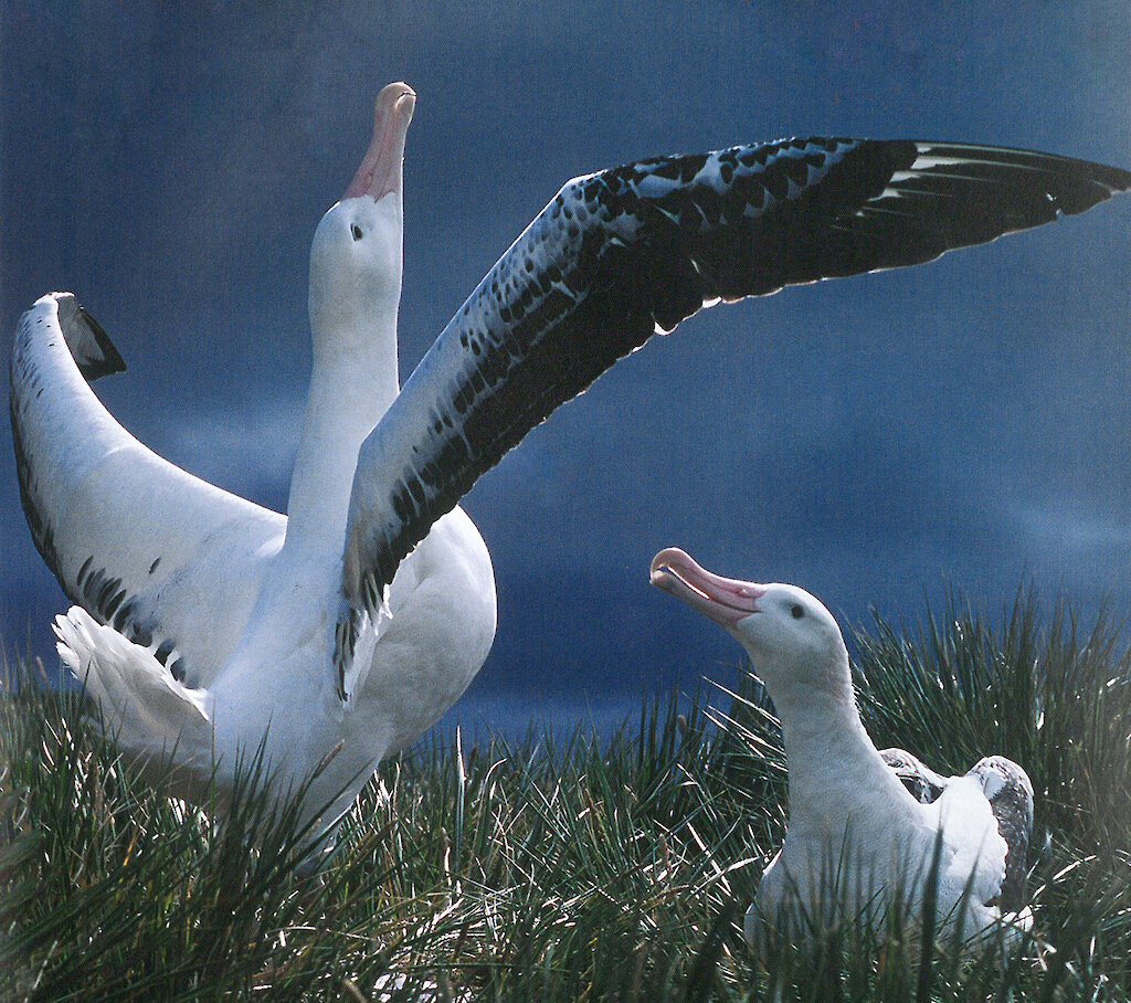 Freeze Frame — Australian Antarctic Program
