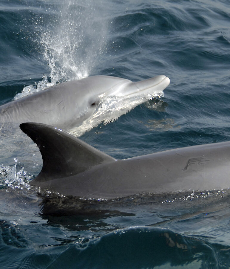 Dolphin hotspot a conservation priority – Magazine Issue 19: 2010 ...