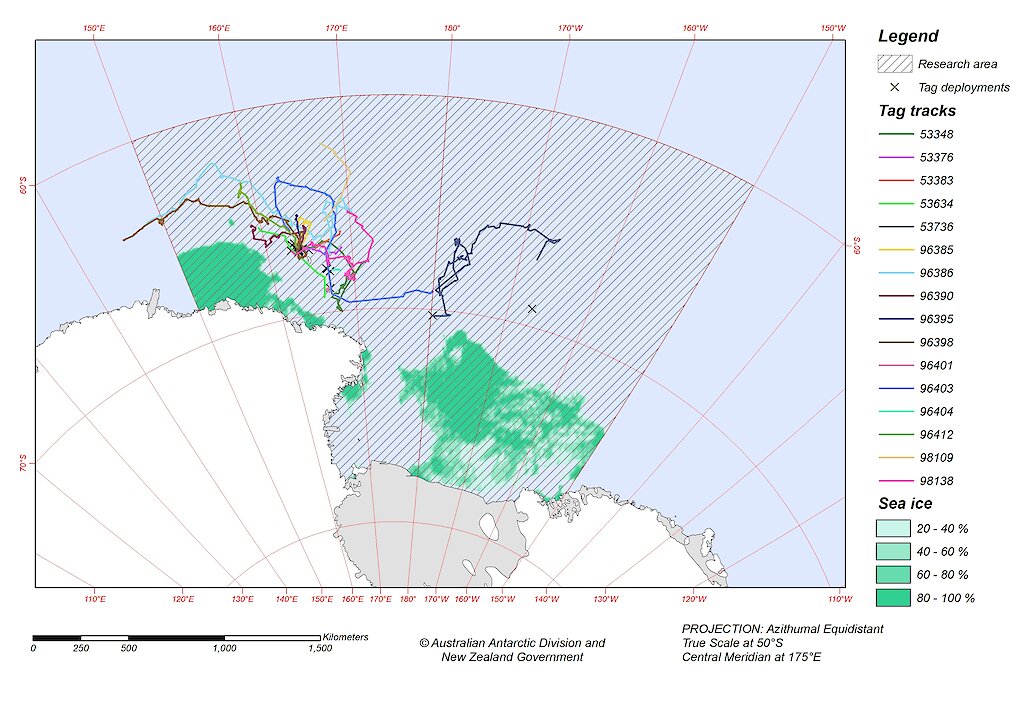 First non-lethal whale study answers big questions — Australian ...