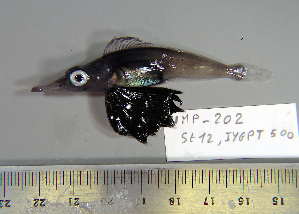 Using fish to identify ecological regions — Australian Antarctic Program