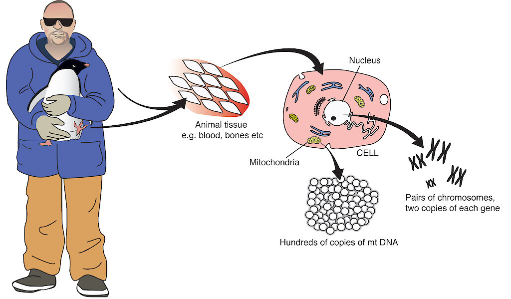 Evolution in the Antarctic — Australian Antarctic Program