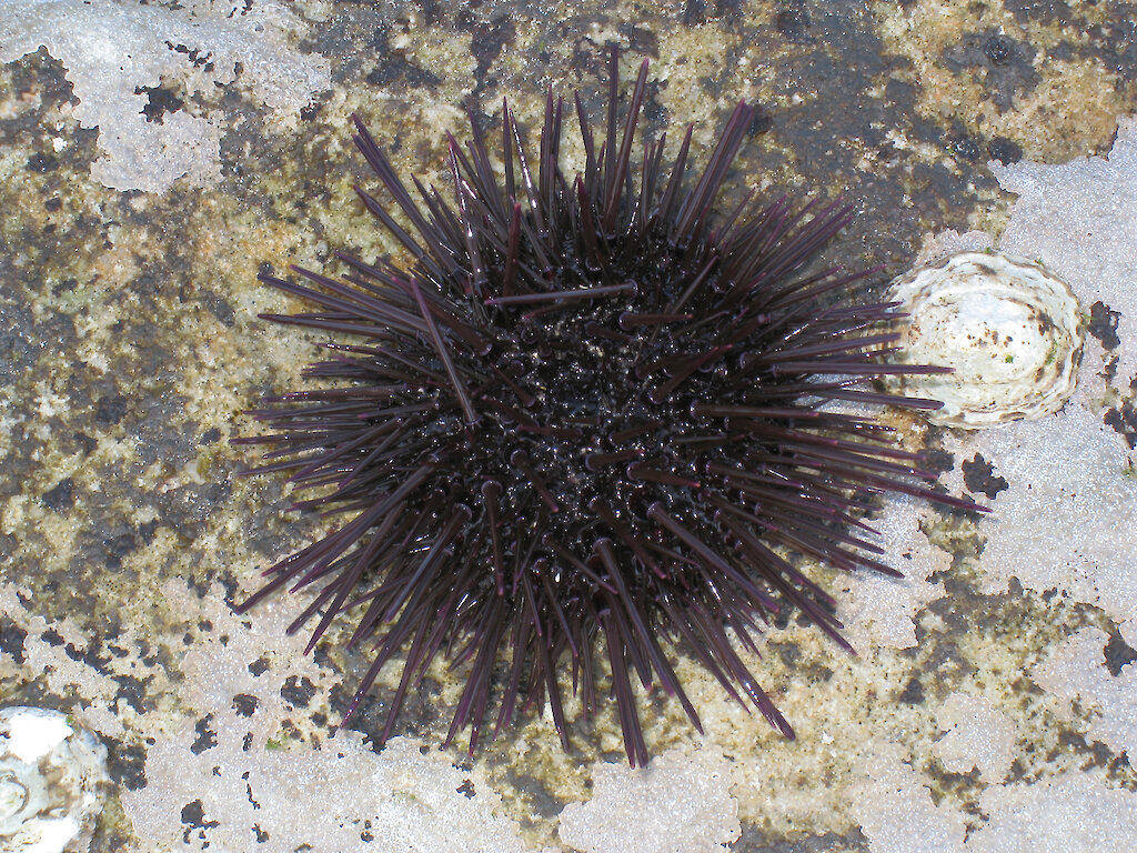 The acid test: responses of benthic invertebrates to climate change ...