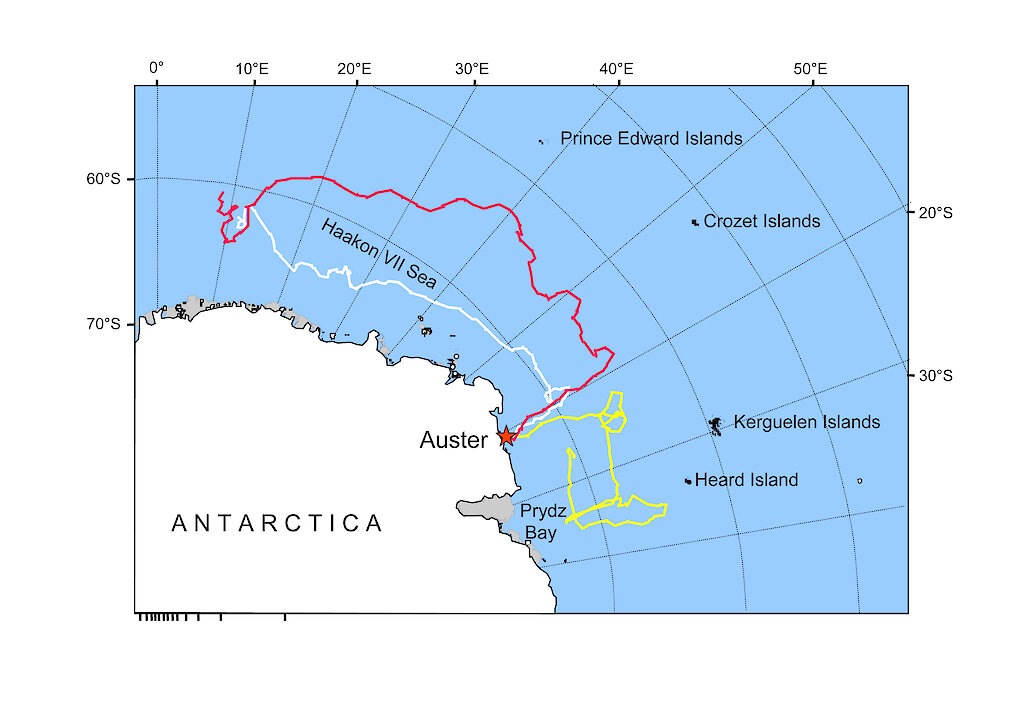 Young Emperor Penguins Where Do They Go Australian Antarctic Program young-emperor-penguins-where-do-they-go-australian-antarctic-program