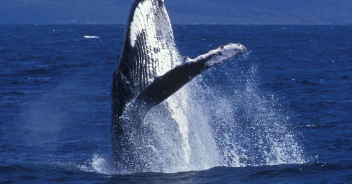 Whale research and conservation becomes cooperative – Magazine Issue 15 ...