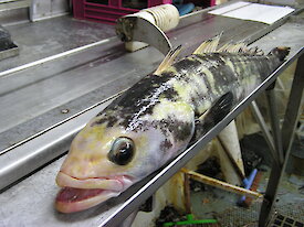 Next generation toothfish management tools — Australian Antarctic Program