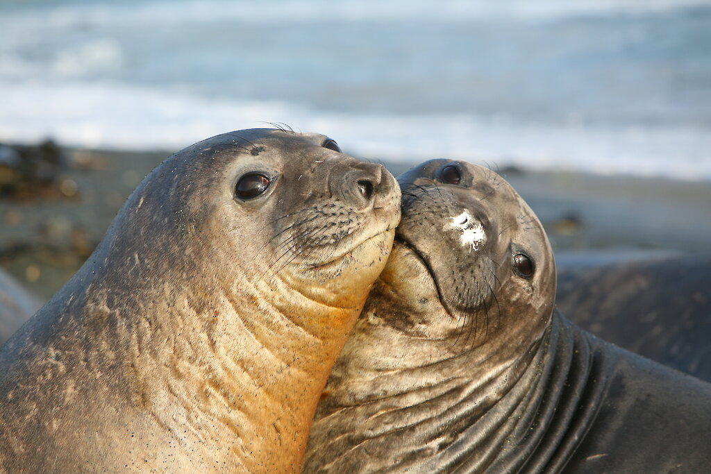 Elephant seal population decrease linked to polar vortex — Australian ...