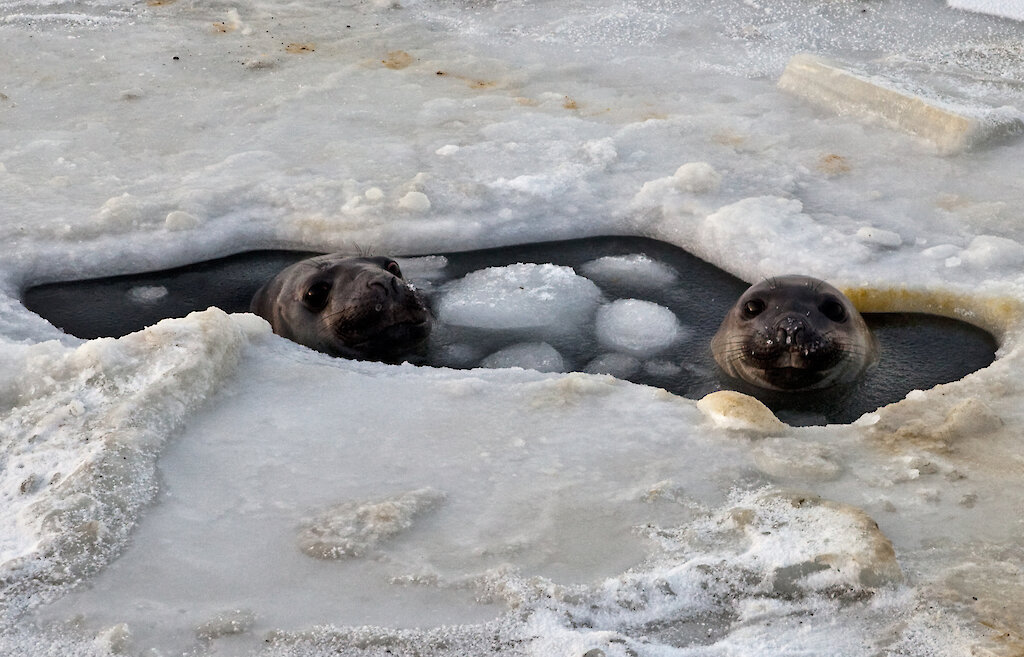 Elephant seal population decrease linked to polar vortex — Australian ...
