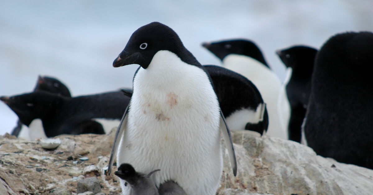 Digging up penguin history – Magazine Issue 25: December 2013 ...