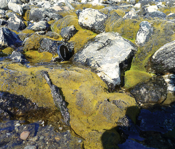 Bugs, soils and rocks in the Prince Charles Mountains — Magazine Issue ...