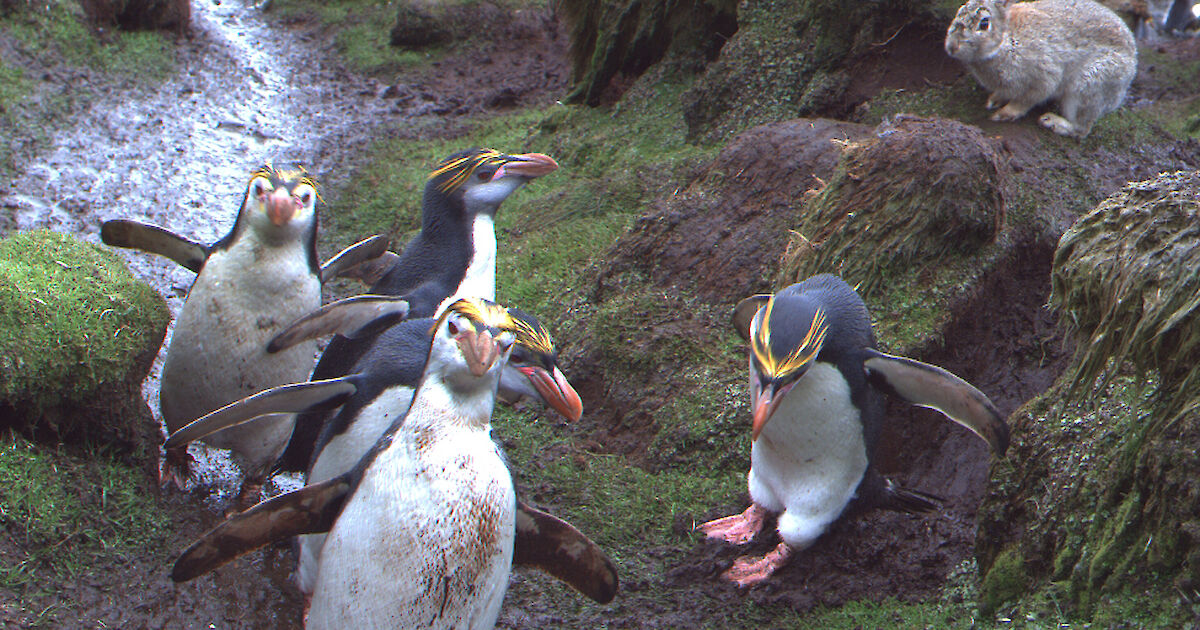 Subantarctic islands in the spotlight – Magazine Issue 21: 2011 ...
