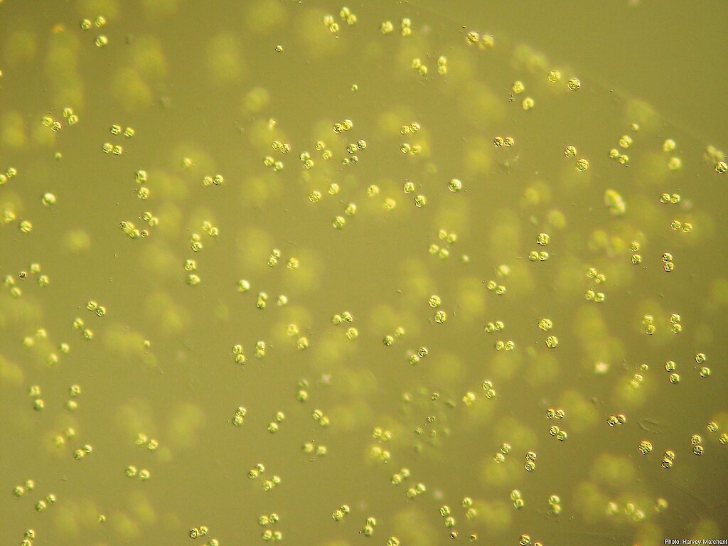 Microbial menagerie under the microscope — Australian Antarctic Program