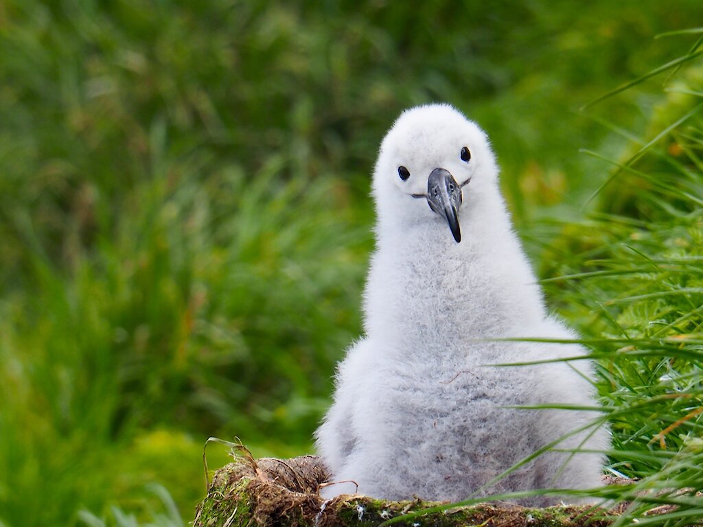Beautiful black browed albatross a focus on Macquarie Island ...