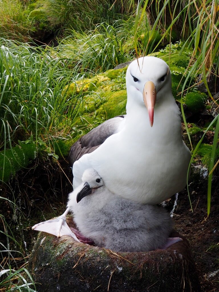 Beautiful black browed albatross a focus on Macquarie Island ...
