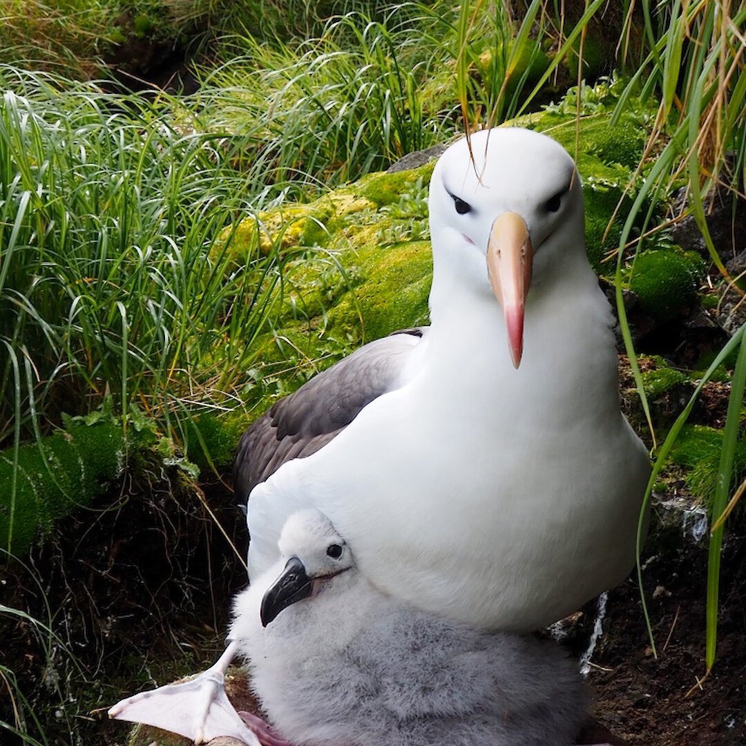 Beautiful black browed albatross a focus on Macquarie Island ...