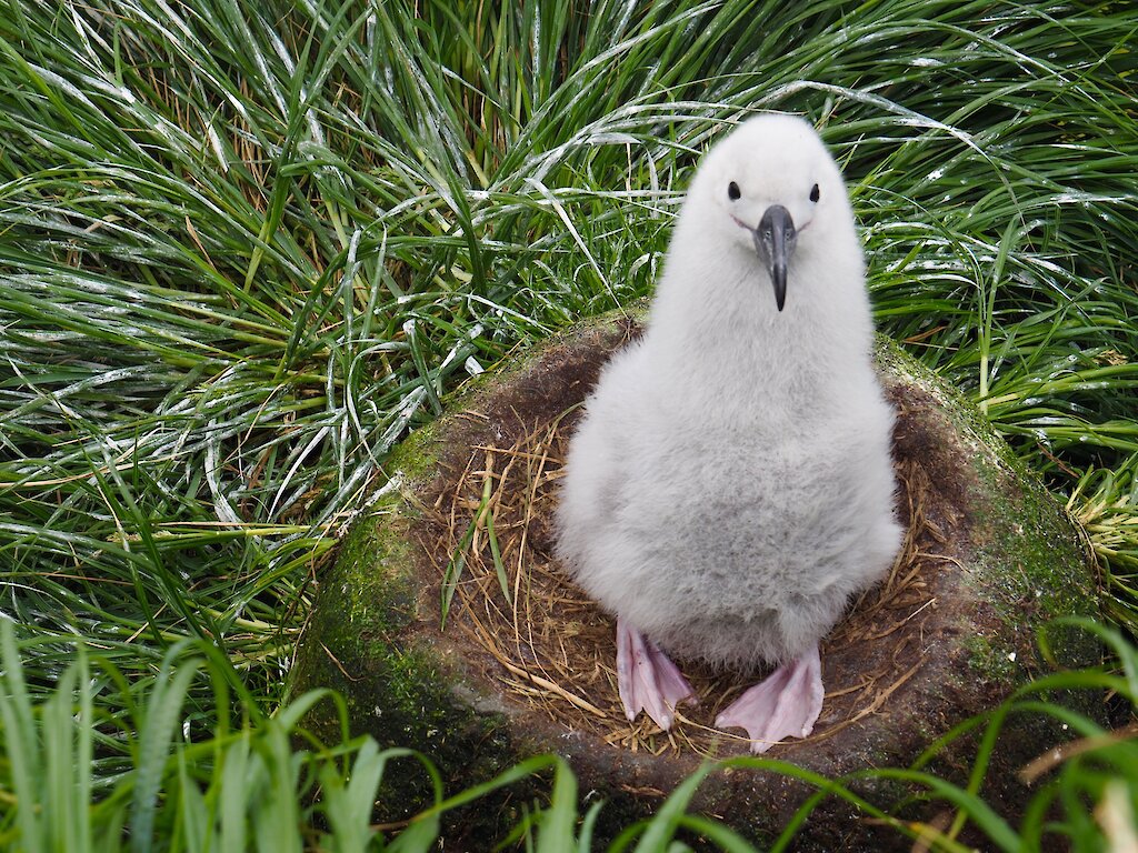 Beautiful black browed albatross a focus on Macquarie Island ...