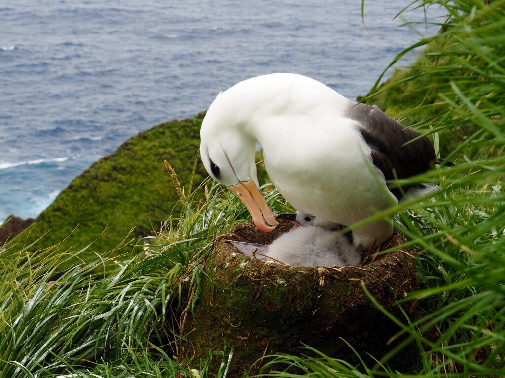 Beautiful black browed albatross a focus on Macquarie Island ...