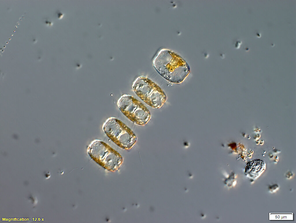 Big changes predicted for the smallest Southern Ocean species ...