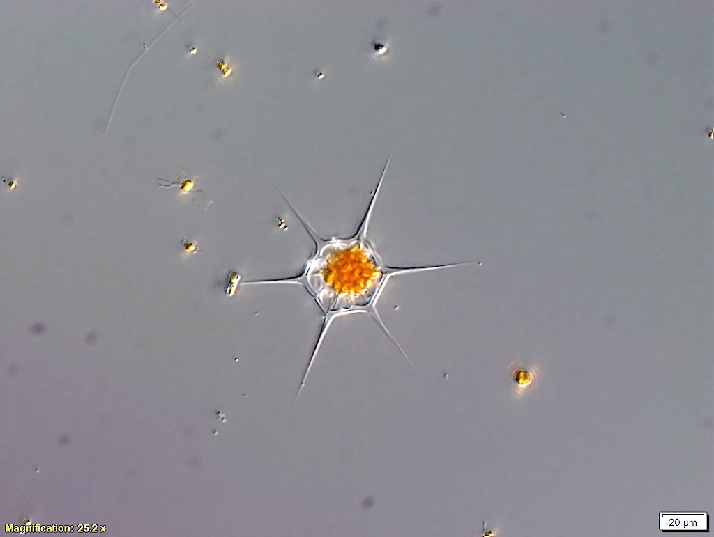 Big changes predicted for the smallest Southern Ocean species ...