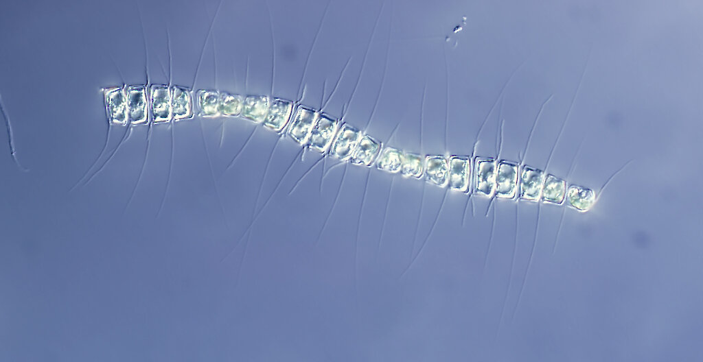 Big changes predicted for the smallest Southern Ocean species ...
