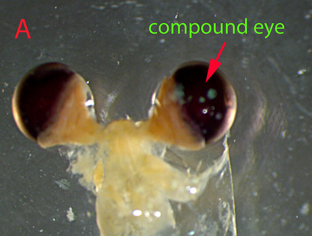 Insightful approach to aging Antarctic krill — Australian Antarctic ...