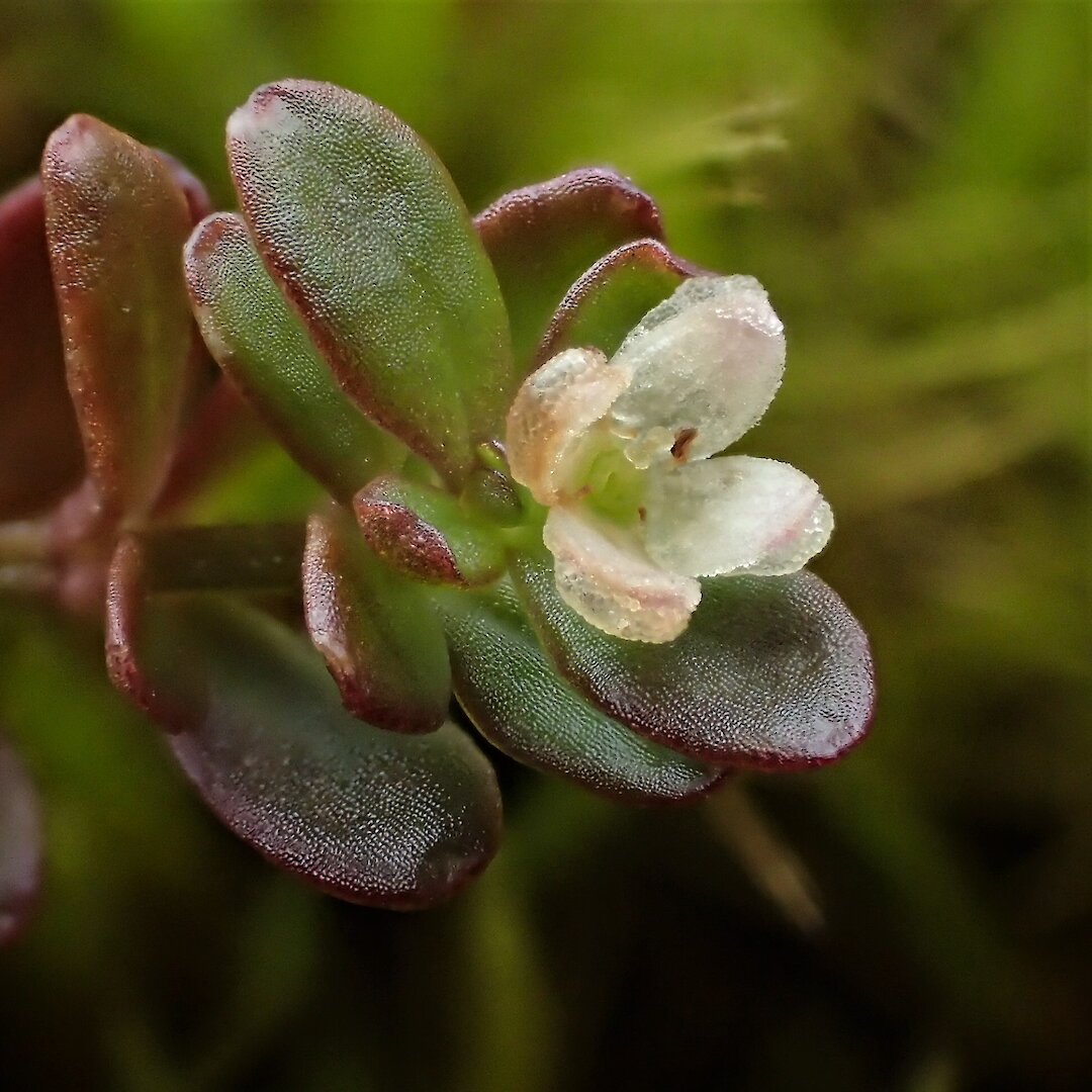Chance discovery triples critically endangered plant population ...