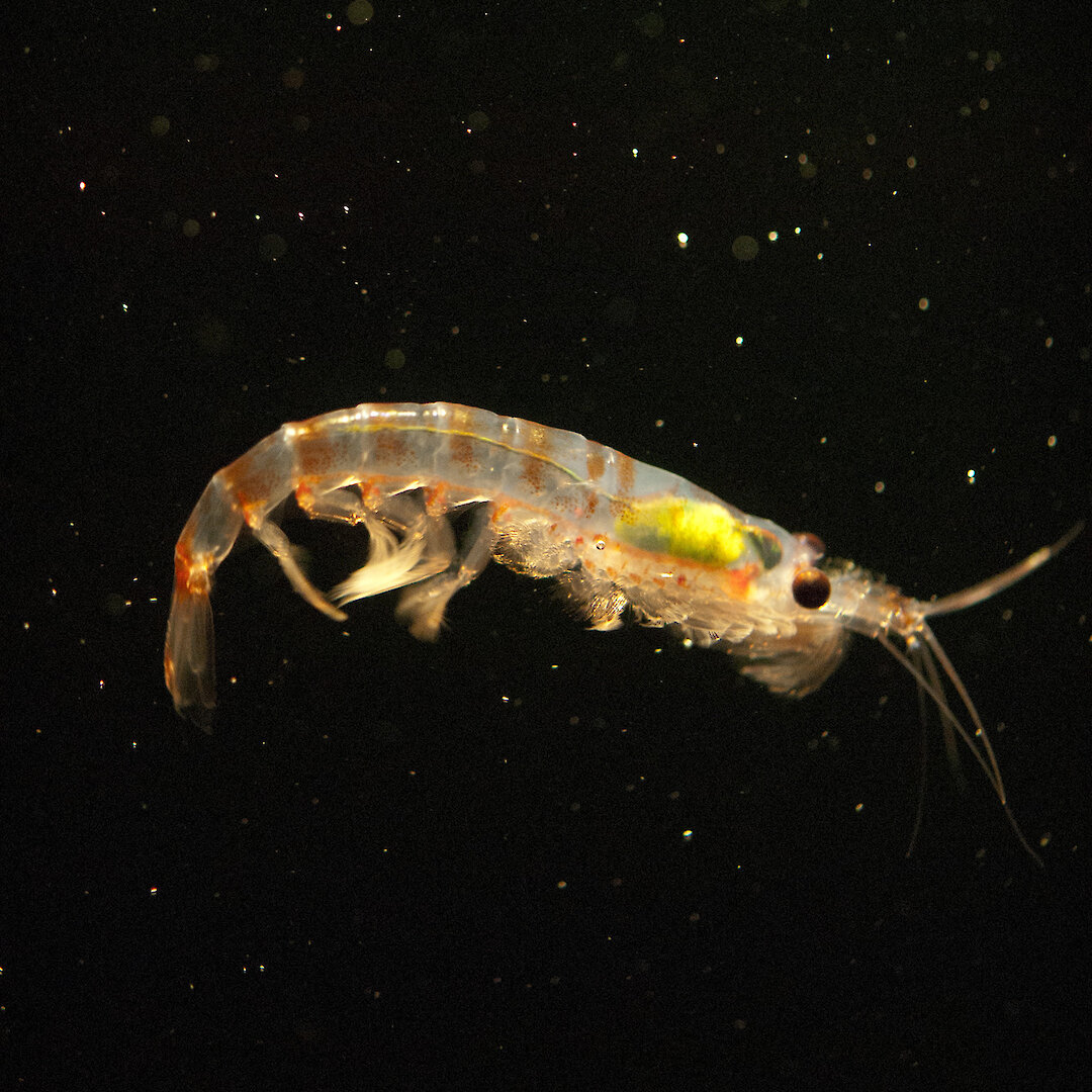 Virtual view into the world of krill — Australian Antarctic Program ...