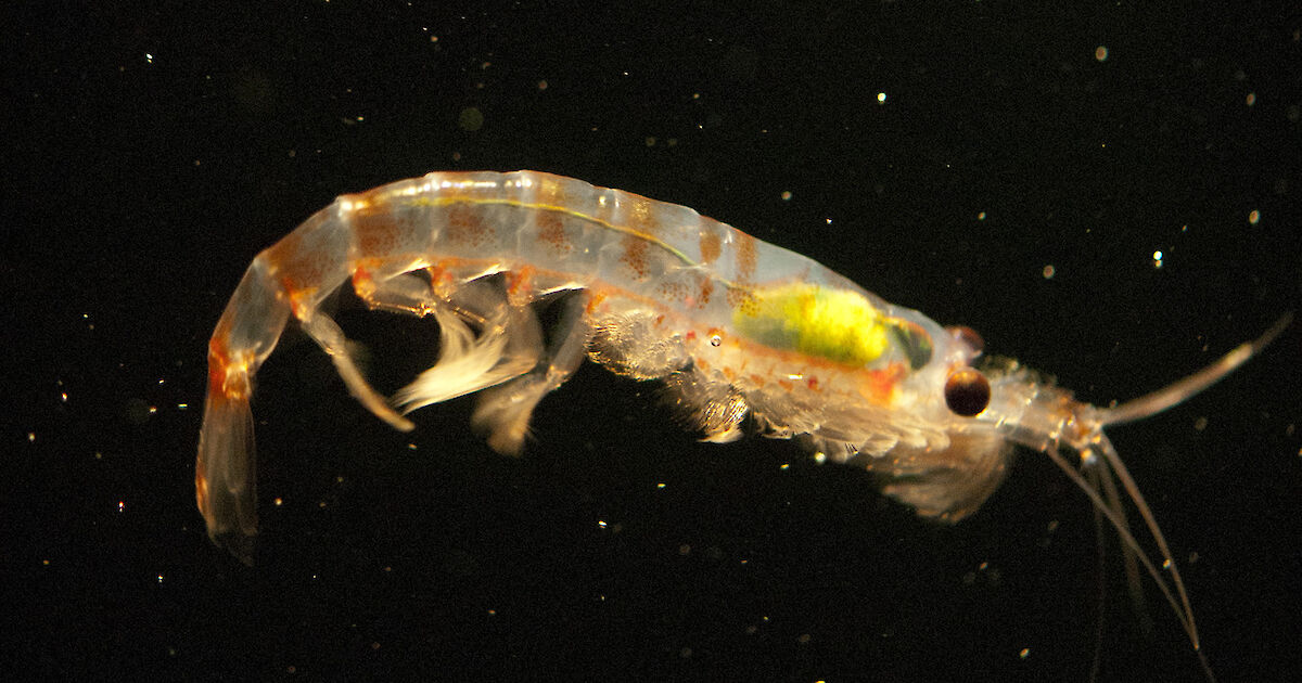 Virtual view into the world of krill – Australian Antarctic Program ...