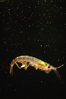 Virtual view into the world of krill — Australian Antarctic Program ...