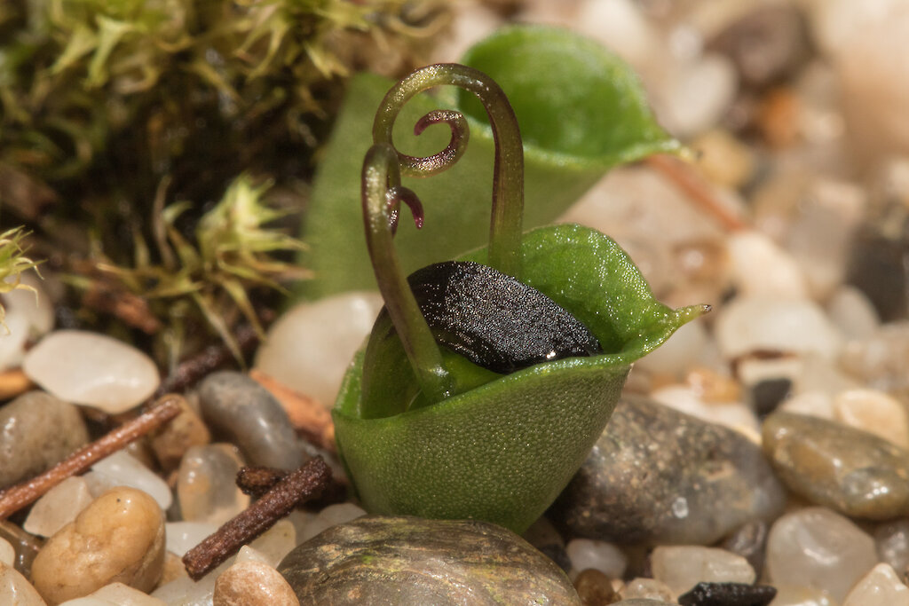 Sub-Antarctic orchid shows true colours far from home — Australian ...