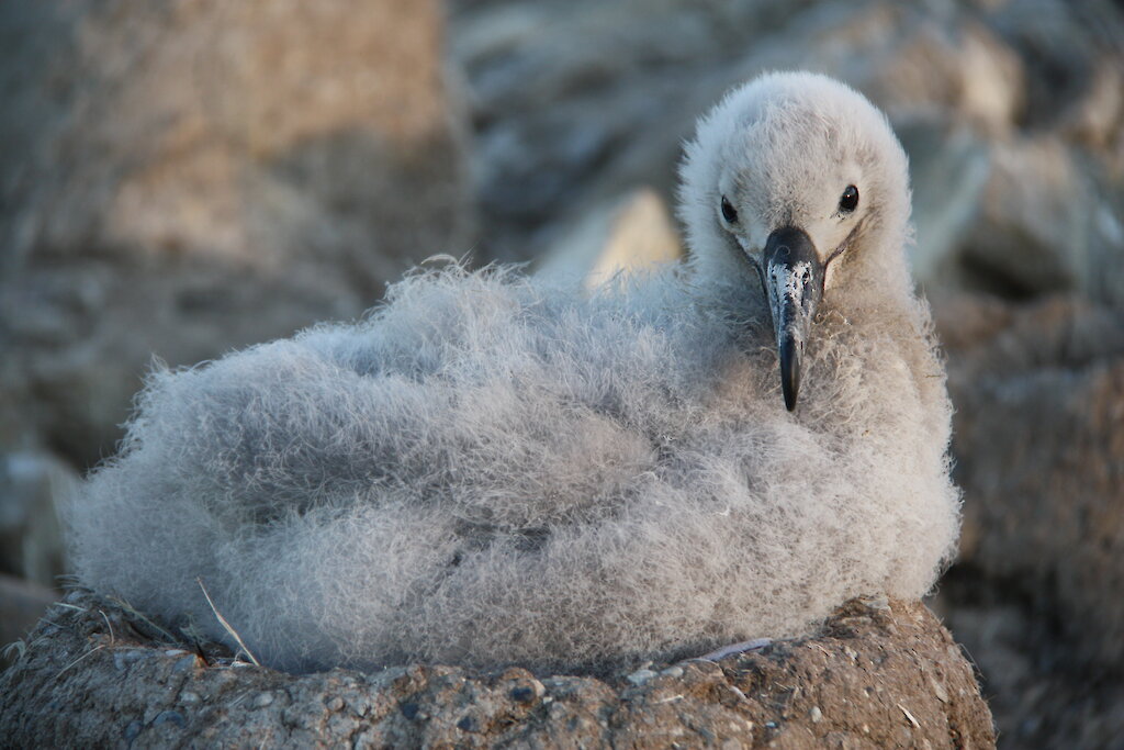 DNA reveals jellyfish a popular choice in albatross diet — Australian ...