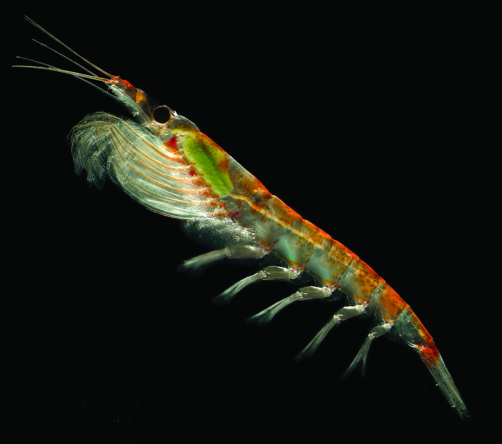 Krill drift with sea ice shelter — Australian Antarctic Program (News 2017)