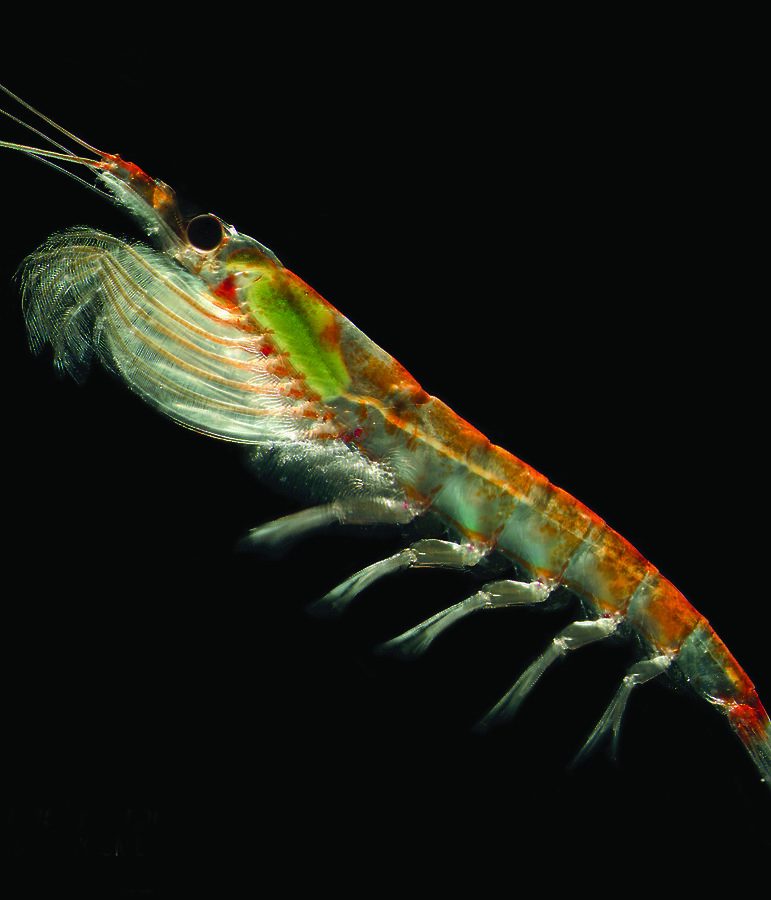 Krill drift with sea ice shelter – Australian Antarctic Program (News 2017)