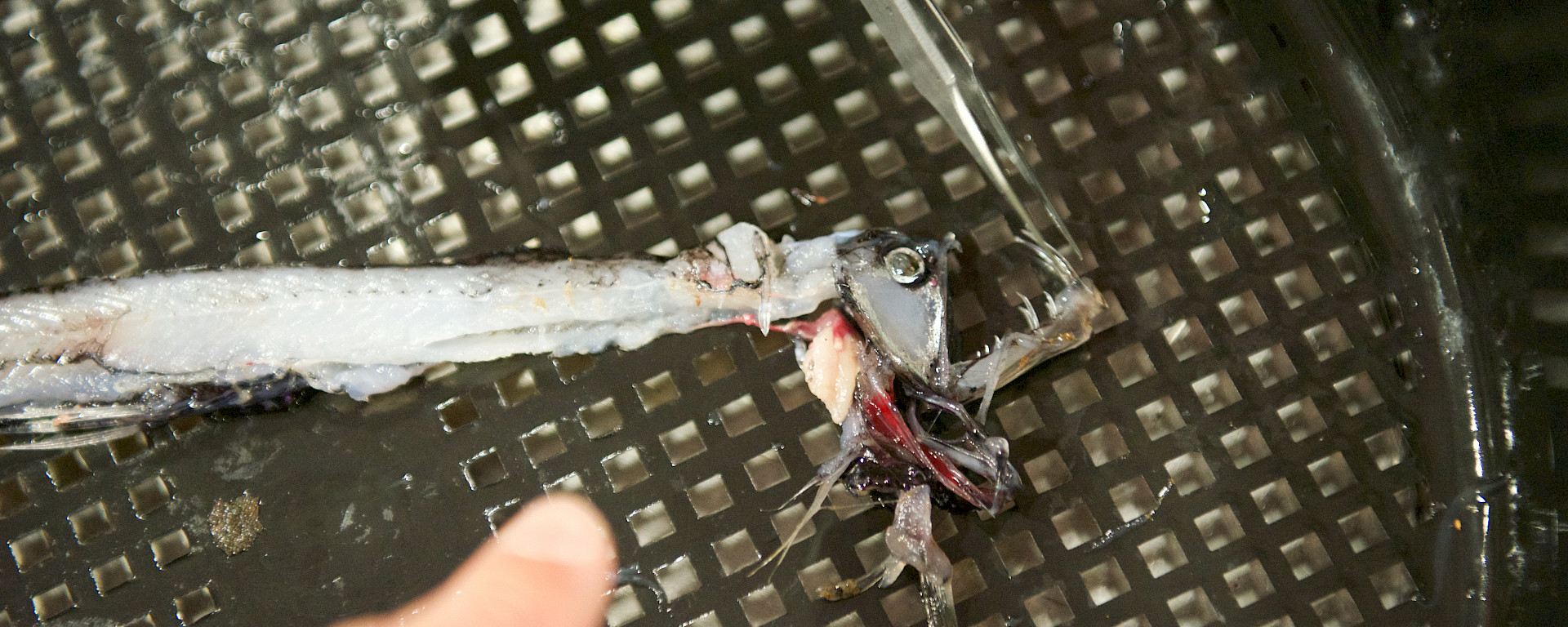 Rare krill ‘super-swarm’ a voyage highlight — Australian Antarctic ...