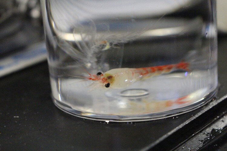 Rare krill ‘super-swarm’ a voyage highlight — Australian Antarctic ...