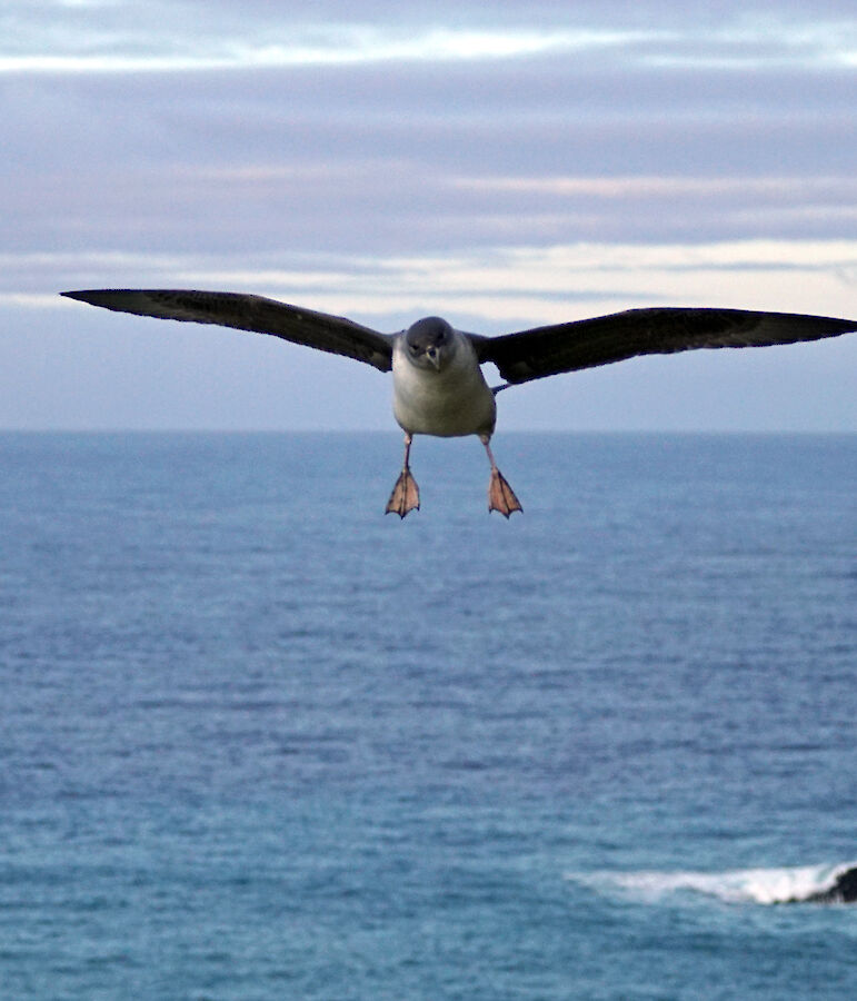 Threatened sea-bird travels thousands of kilometres to feed ...