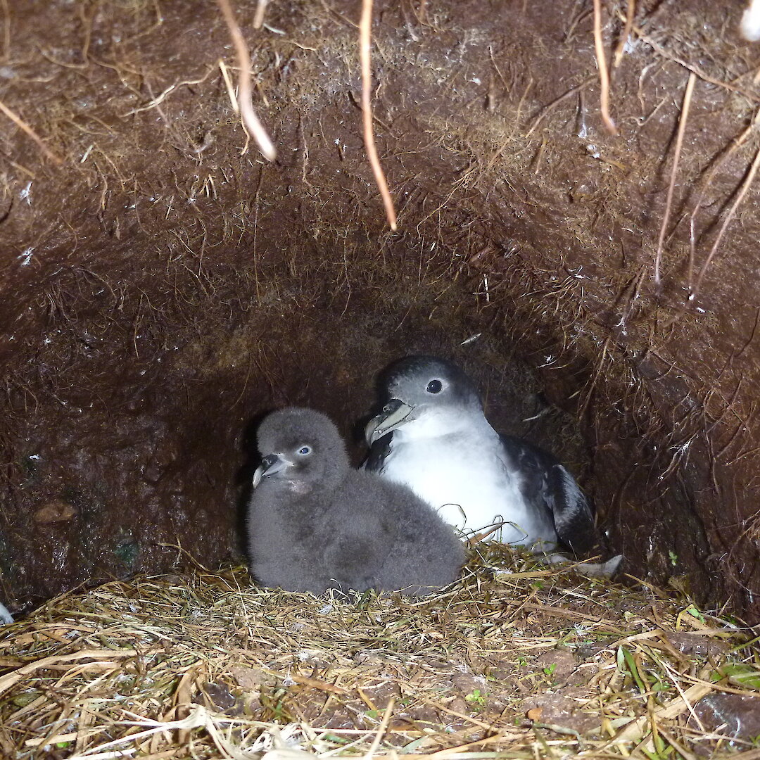 Threatened sea-bird travels thousands of kilometres to feed ...