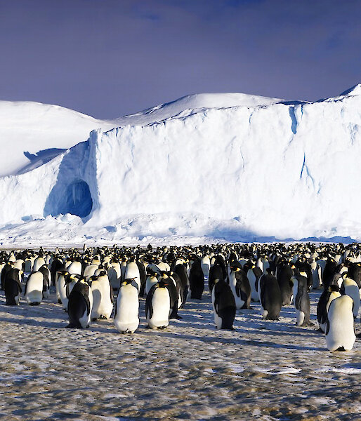 Emperor penguins – survival through the ages – Australian Antarctic ...