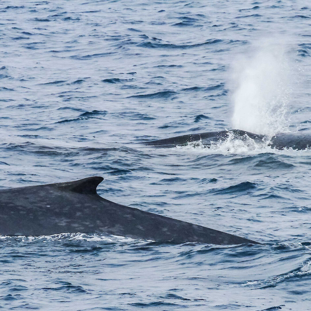 Antarctic blue whale song penetrates the vast Southern Ocean ...