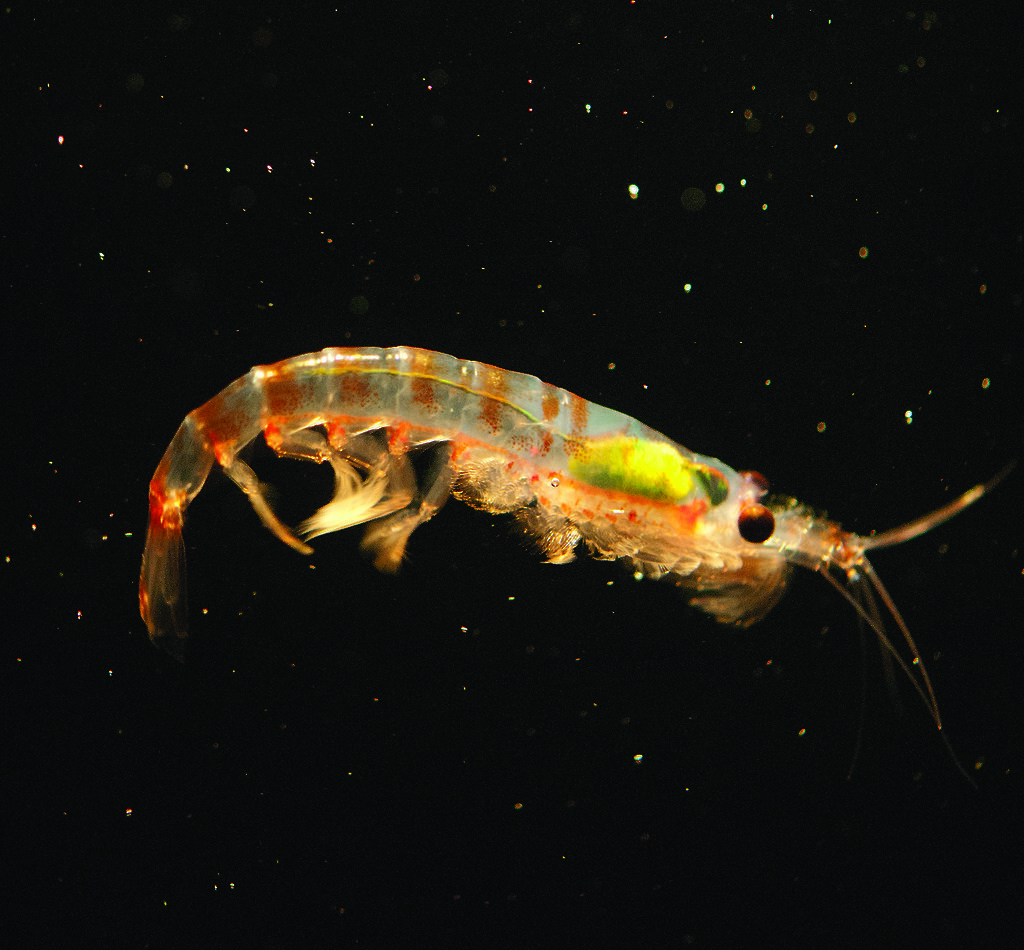 Visionary approach to ageing Antarctic krill — Australian Antarctic ...