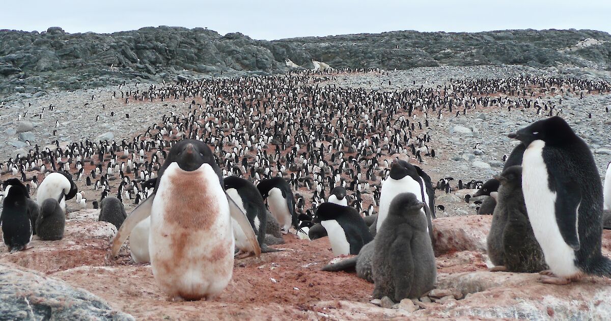 Adelie Penguin Habitat