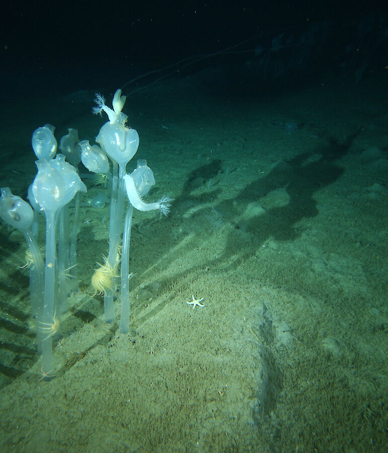 Atlas of all Antarctic creatures great and small – Australian Antarctic ...