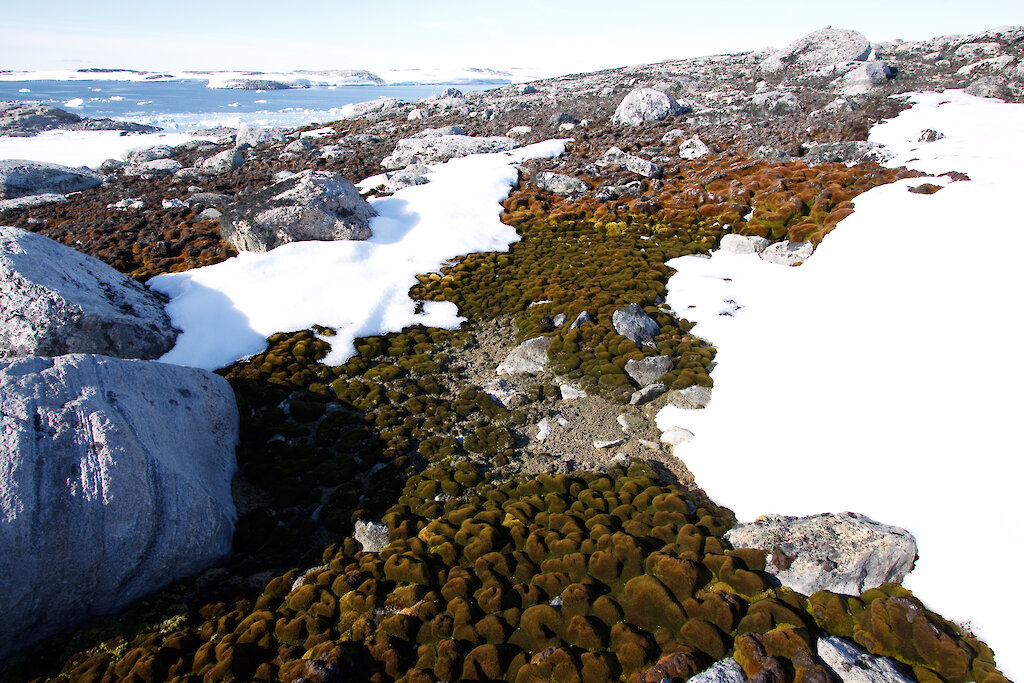 Re-evaluating Antarctica’s protected area system — Australian Antarctic ...