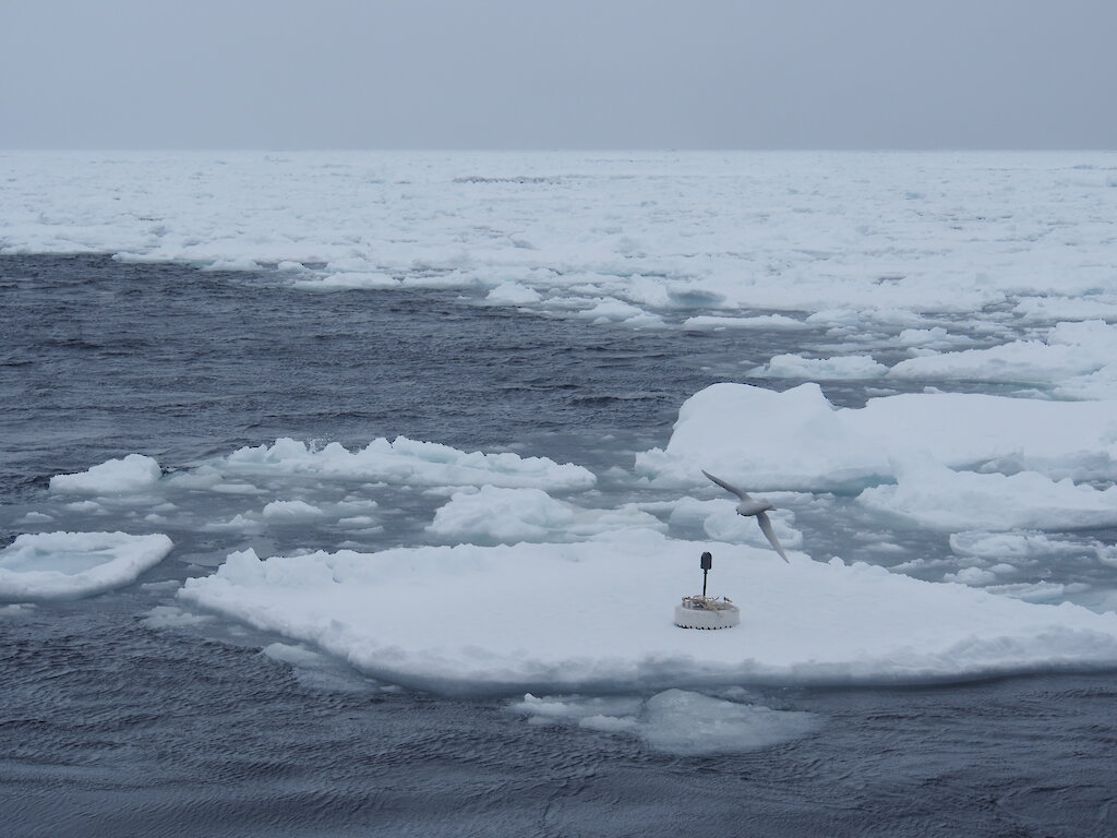 Stormy seas ahead for sea ice longevity — Australian Antarctic Program ...