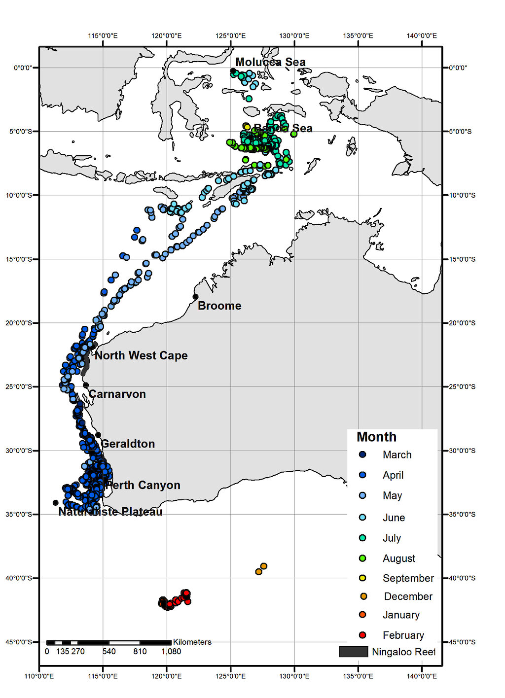 Mapping the migratory route of pygmy blue whales — Australian Antarctic ...