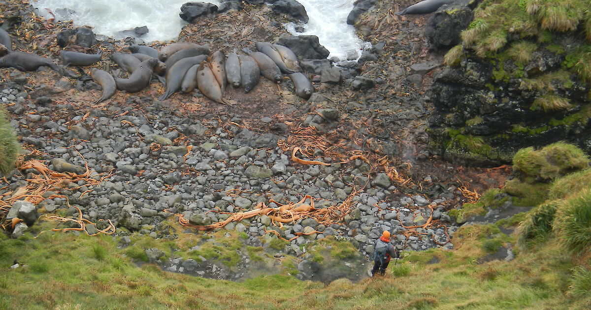 Elephant seal population decrease linked to polar vortex – Australian ...