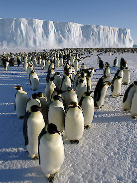 New breeding behaviour discovered in emperor penguins — Australian ...