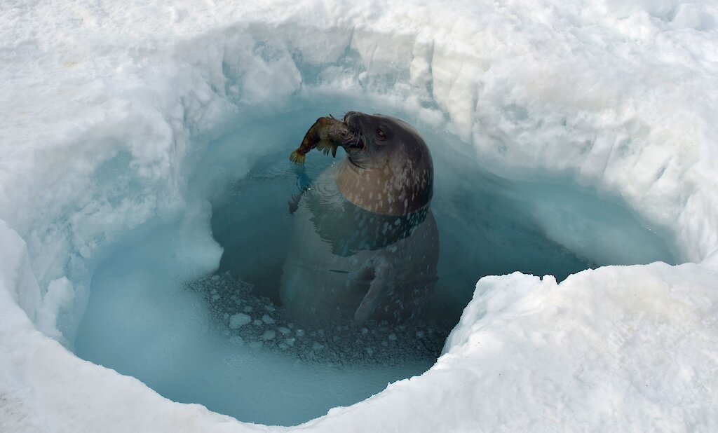 Seal of approval for dive project — Australian Antarctic Program (News ...