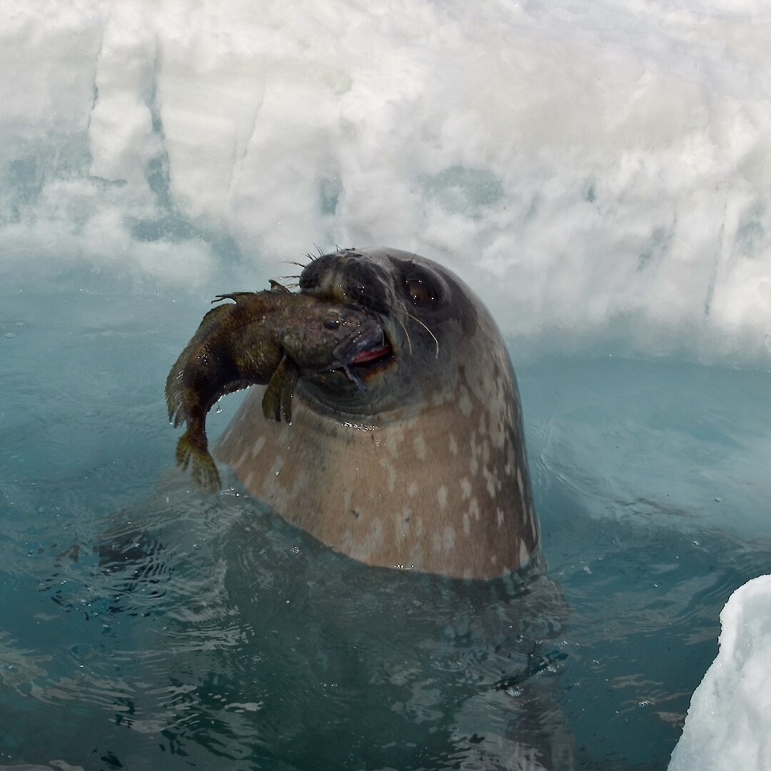 Seal of approval for dive project — Australian Antarctic Program (News ...
