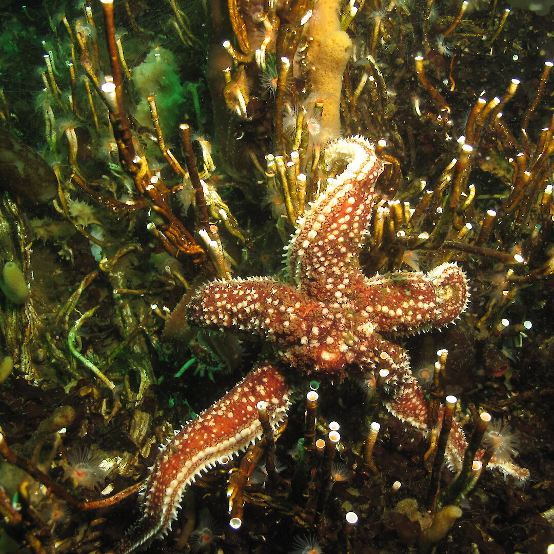 Marine biodiversity: More than meets the eye — Australian Antarctic ...